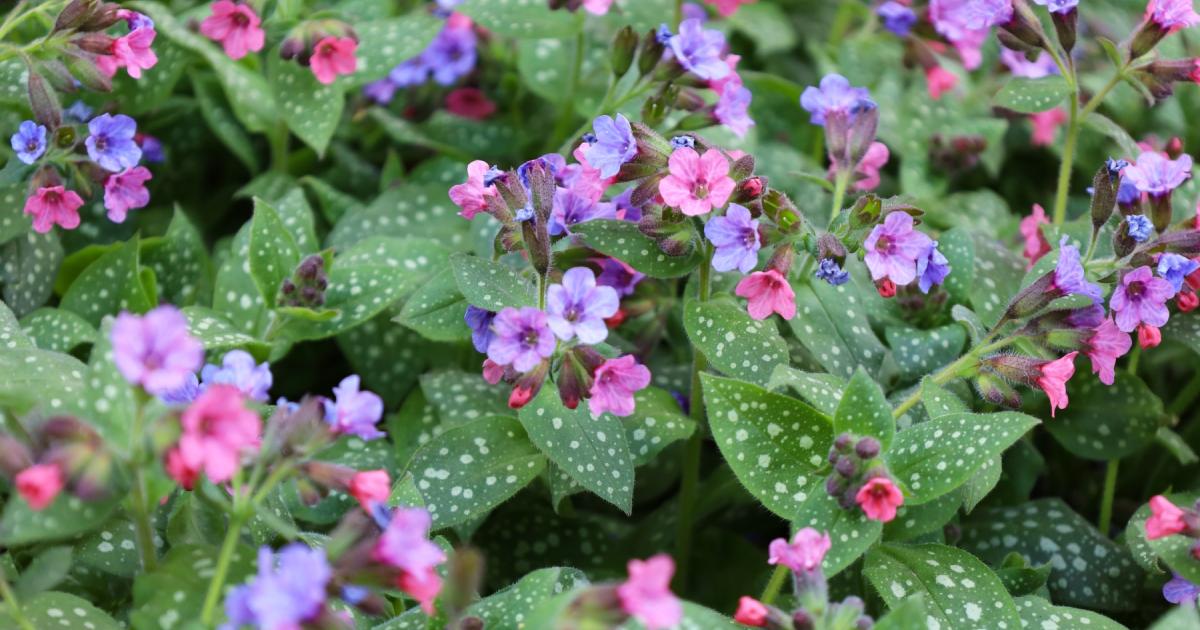 Lungeurt - Pulmonaria Officinalis | NAFKAM